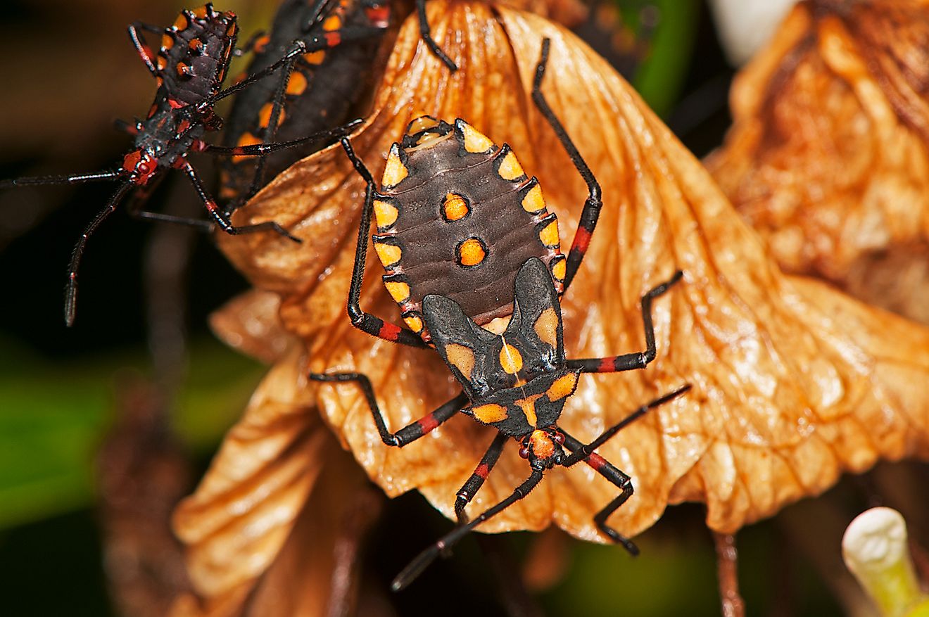 5 Most Dangerous Insects in South Carolina