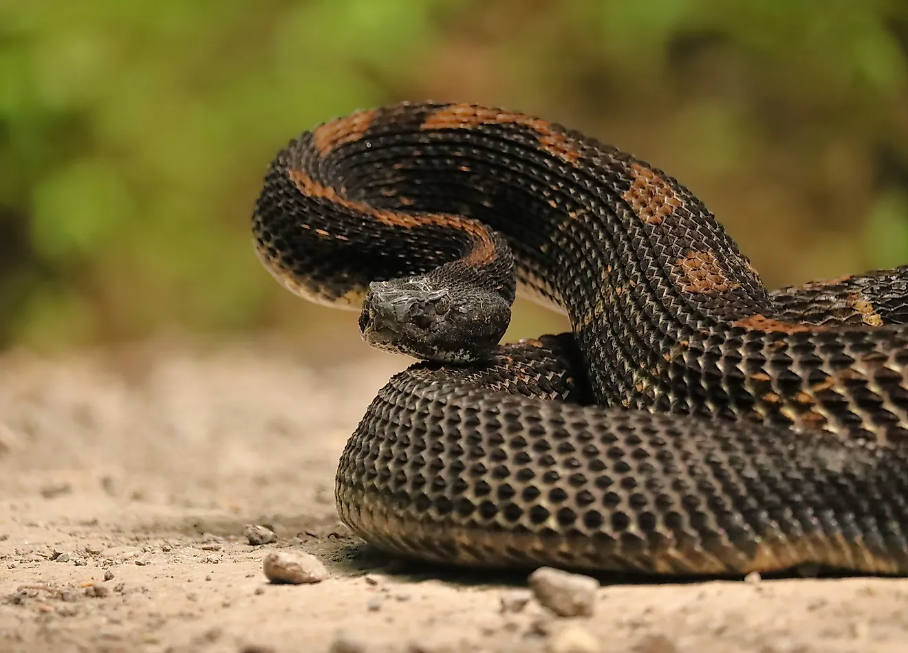 6 of the Most Rattlesnake Infested Areas in Massachusetts