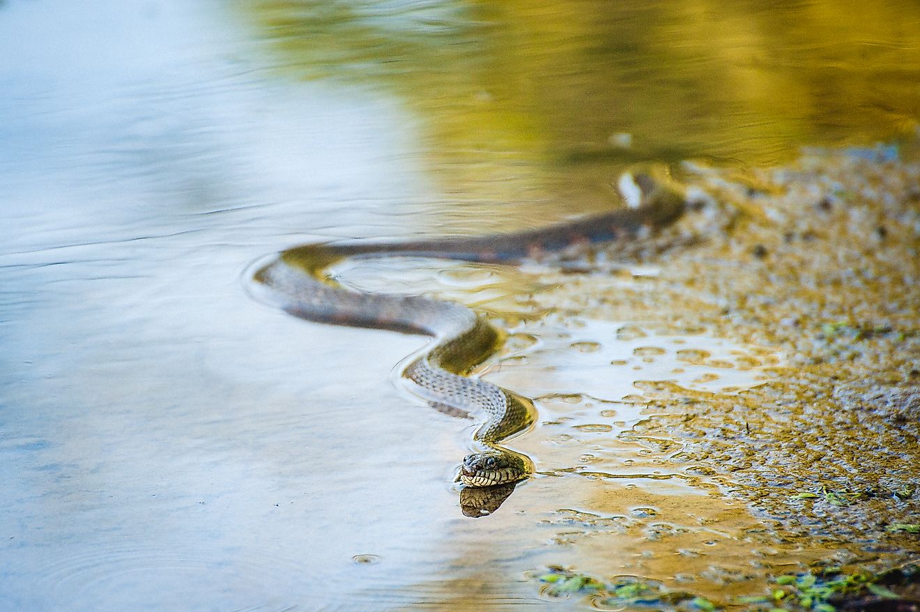 The Most Snake Infested Lakes in Minnesota