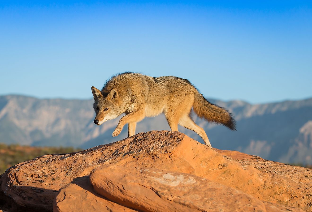 The 12 Deadliest Animals in Alabama