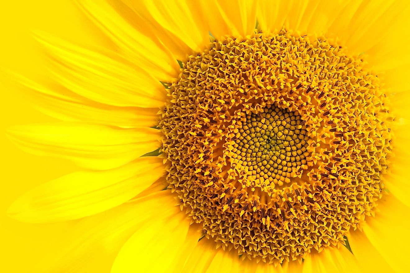 What Are The 5 Tropisms And The Plant's Response To Each? - WorldAtlas