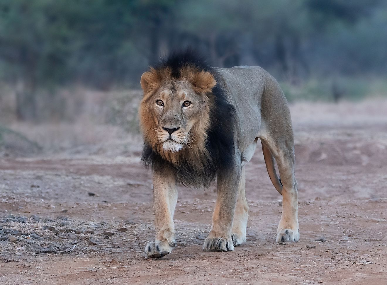 The World's Most Isolated Animal Populations