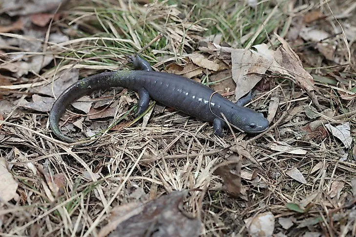 Mole Salamanders: Animals of North America