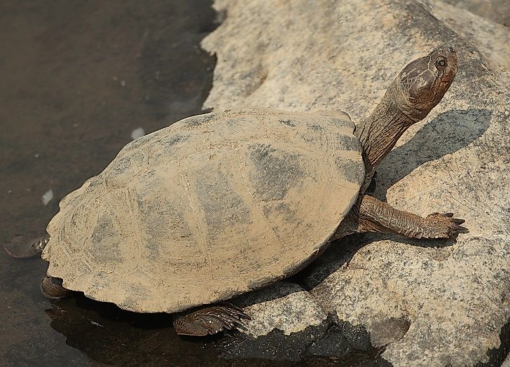 The Native Reptiles Of Niger