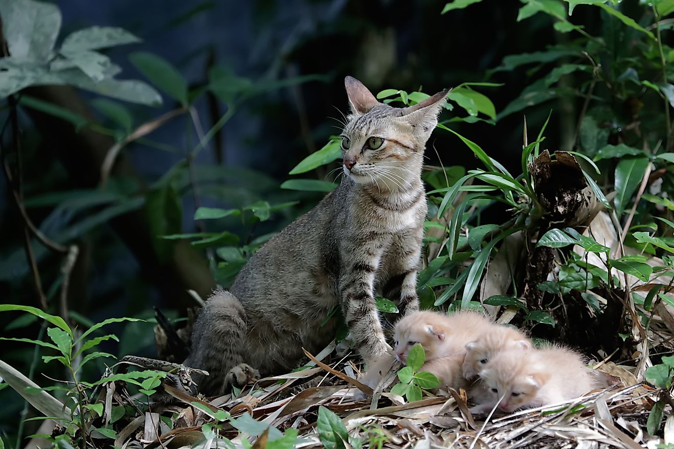 These Invasive Species Are Threatening America's Wildlife