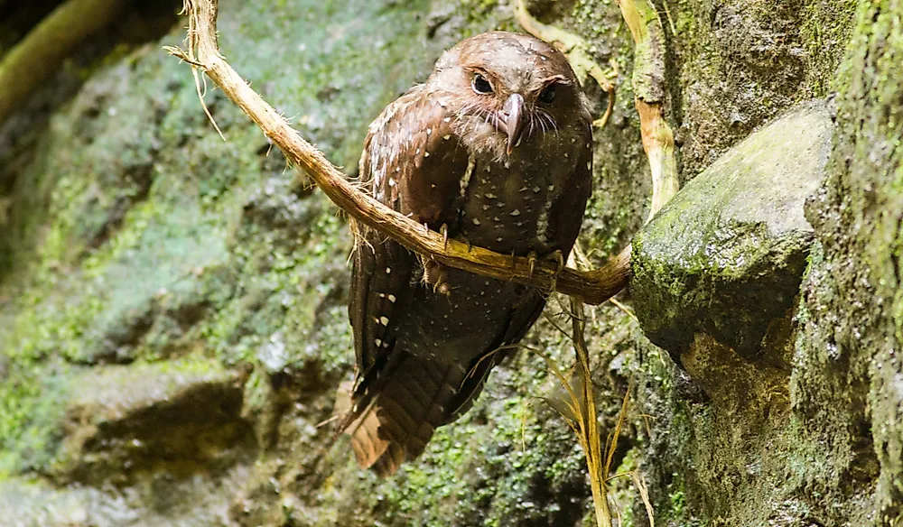 Where Do Oilbirds Live?