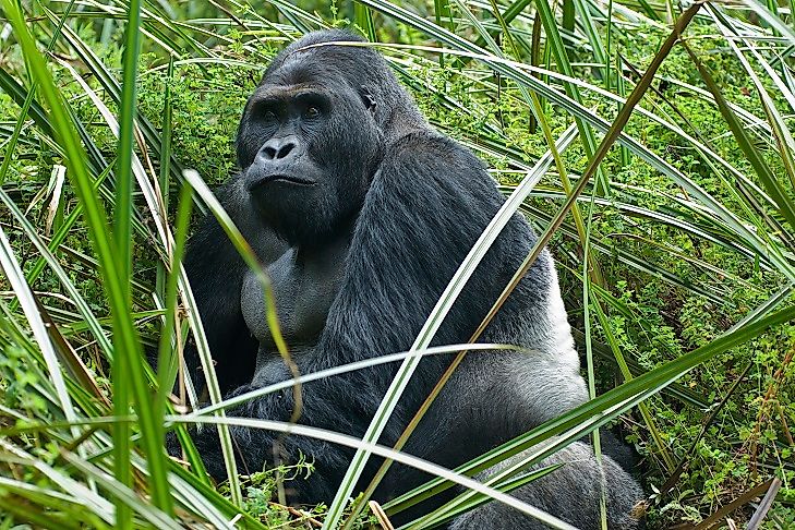 Why Are Grauer’s Gorilla Populations So Threatened?