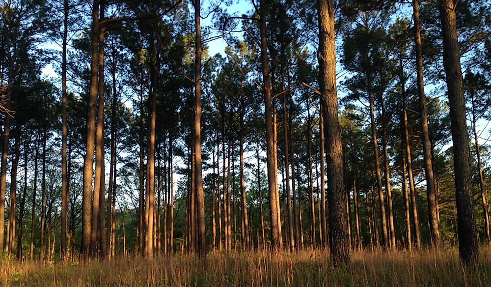 Where Is The Mississippi Pine Belt?