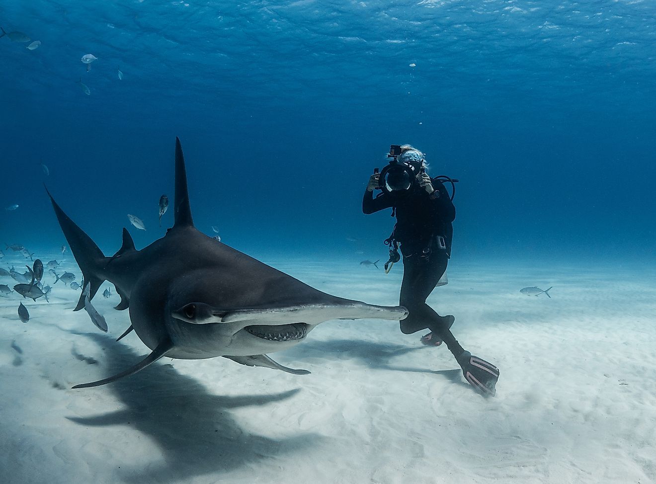 Sharks Are Fascinating, Not Fearsome - WorldAtlas