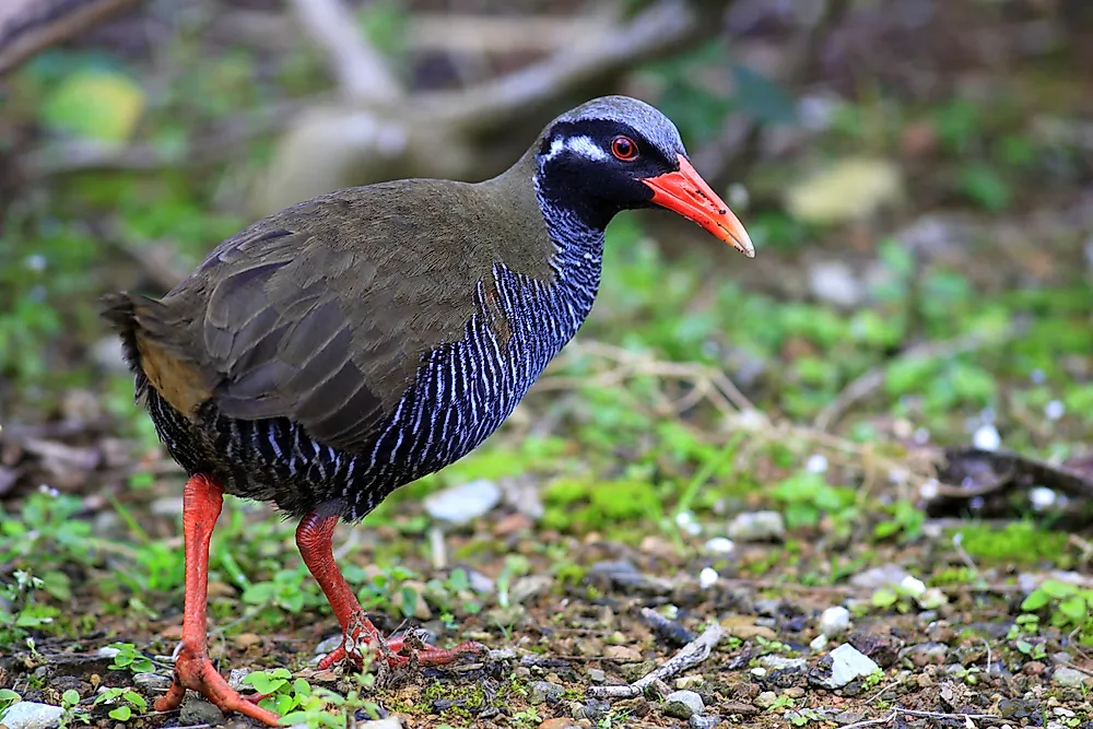 Japan's Endemic Bird Species
