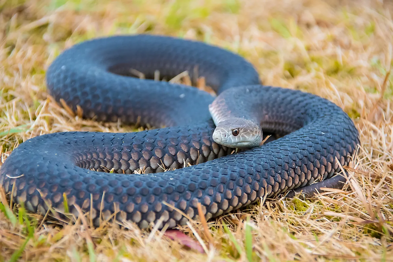The Venomous Snakes Of New South Wales