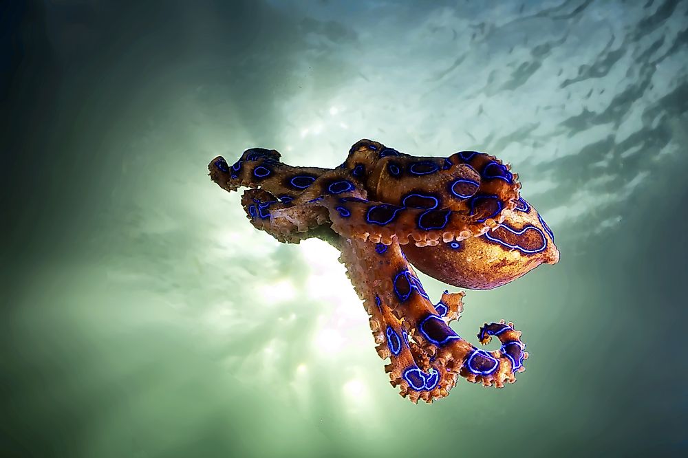 The Most Dangerous Animals in Australia