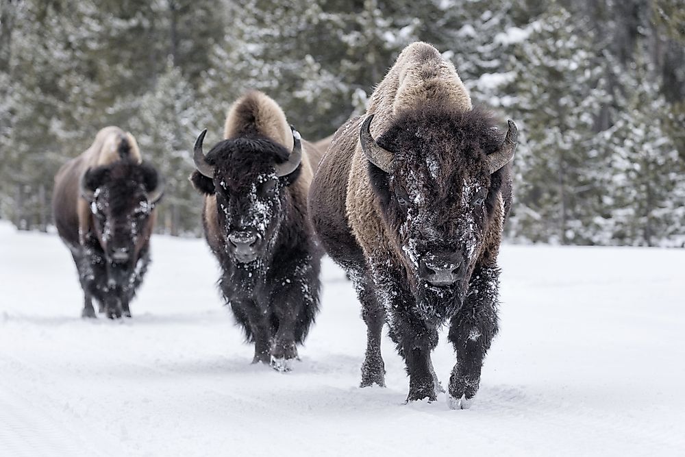 What's the Difference Between a Buffalo and a Bison?
