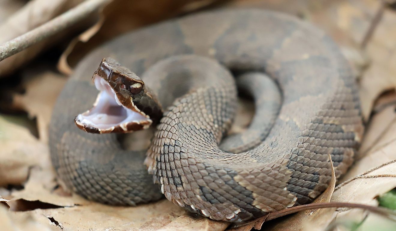 Louisiana Snake Rivers: Most Infested Spots - News Usa Today