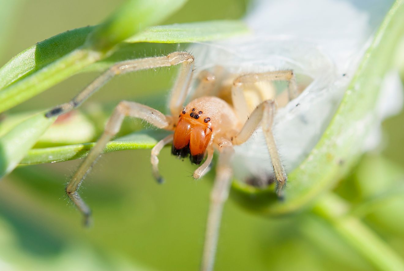 8 Most Venomous Spiders in California
