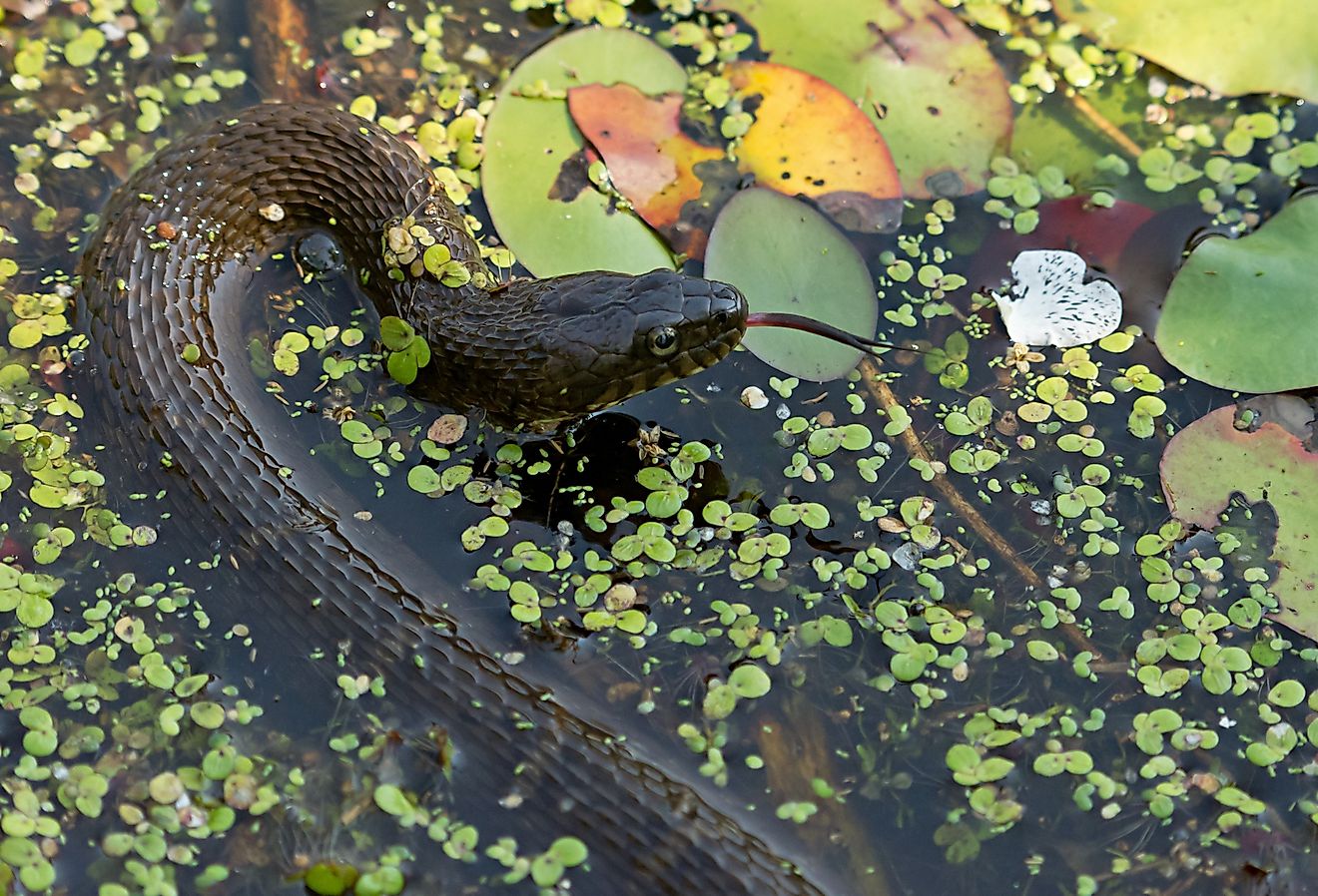 The Most Snake Infested Lakes in Maryland