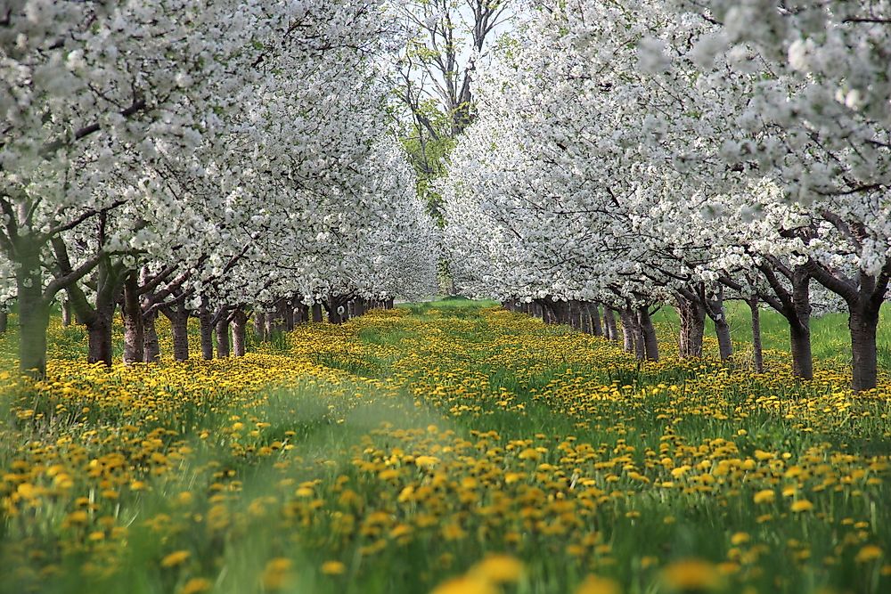 What Is The State Flower Of Michigan? - WorldAtlas