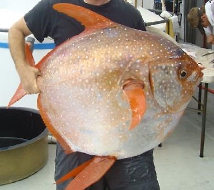 What Do You Know About Opah, The Warm-Blooded Fish? - WorldAtlas