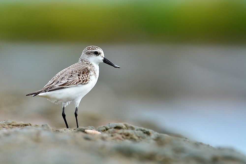Spoon-Billed Sandpiper Facts - Animals of the World - WorldAtlas