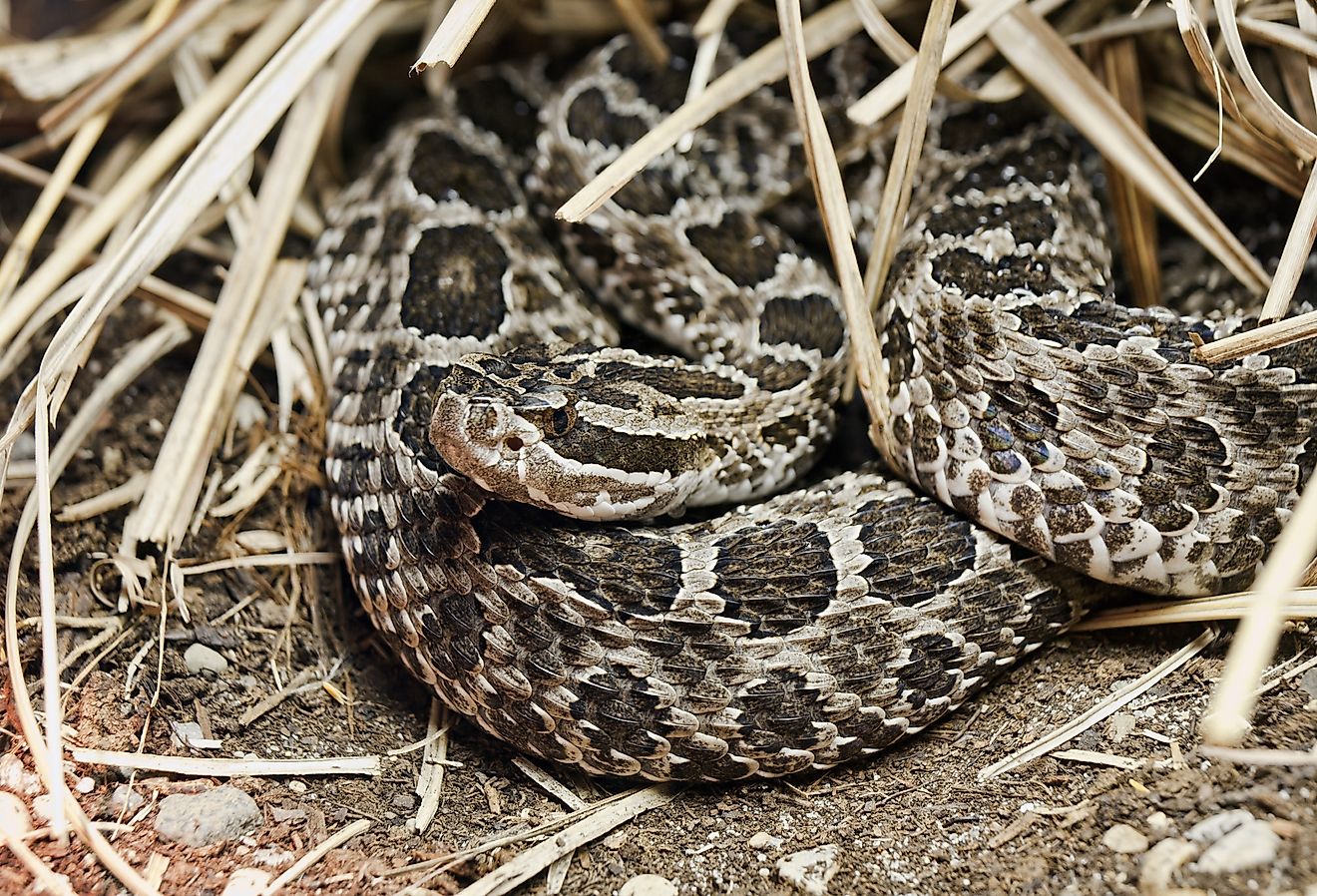 The Most Snake Infested Lakes in Indiana