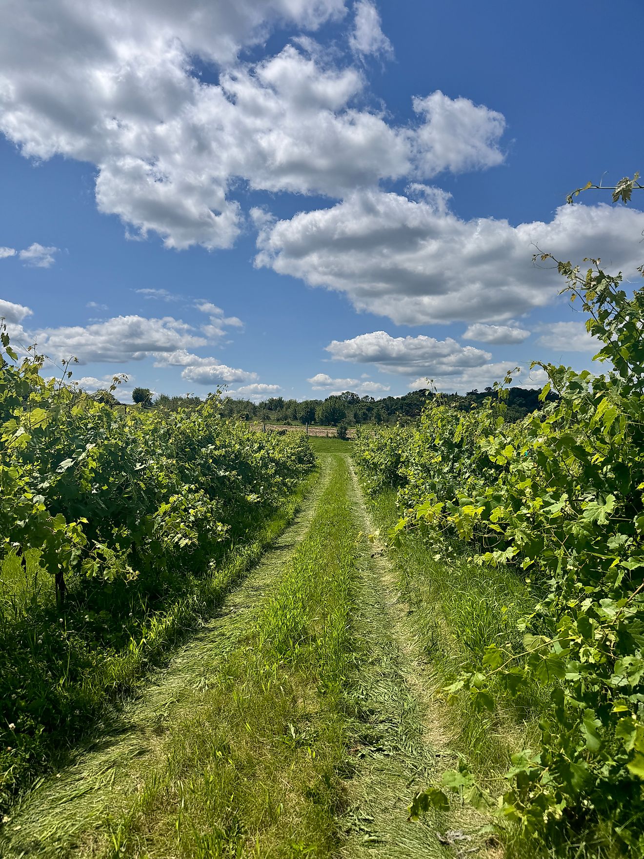 6 Best Wine-Country Towns In Minnesota