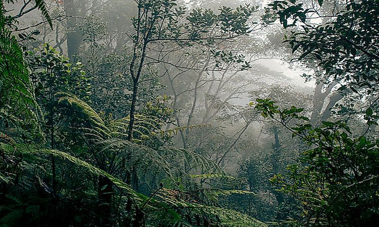 Types Of Rainforests - WorldAtlas