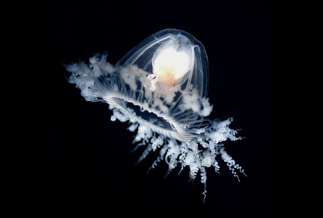 The Immortal Jellyfish That Cheats Death