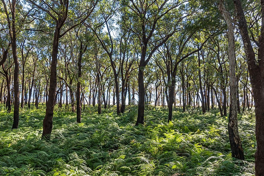 Where Do Redback Spiders Live? - WorldAtlas