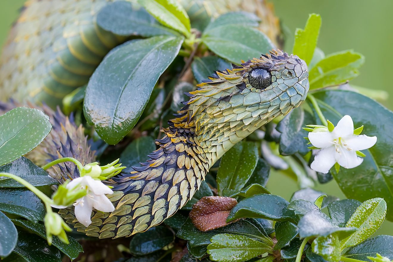 The Most Beautiful Snakes on Planet Earth