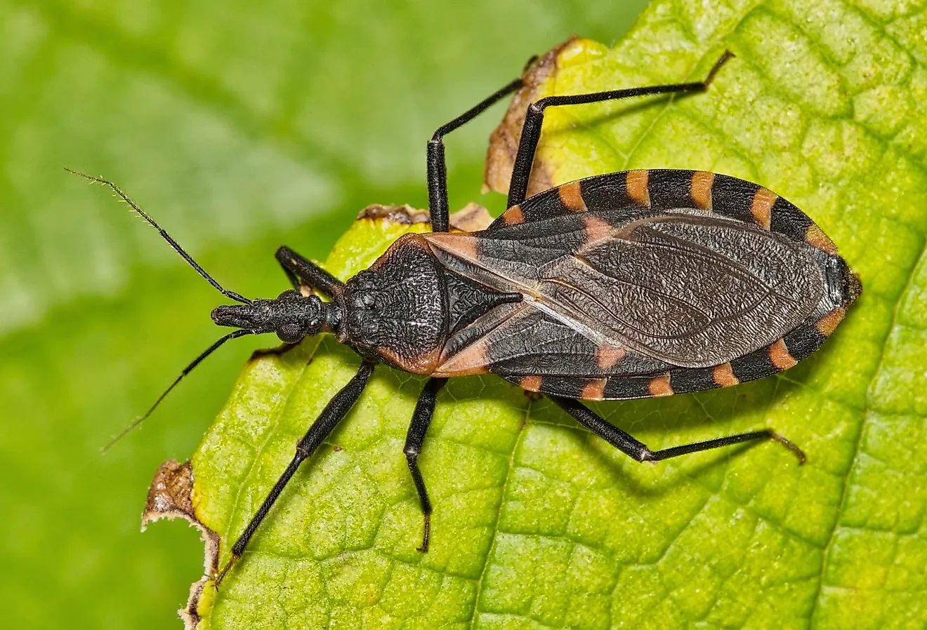 5 Most Dangerous Insects in Michigan