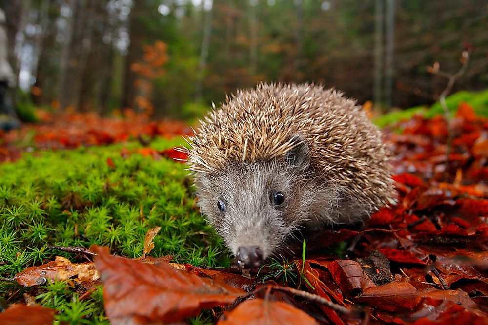 Where Do Hedgehogs Live in the Wild? - WorldAtlas