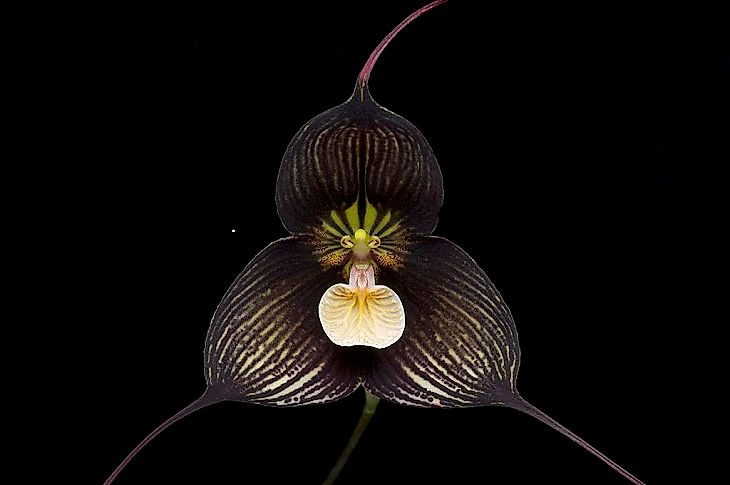 Native Plants Of Ecuador