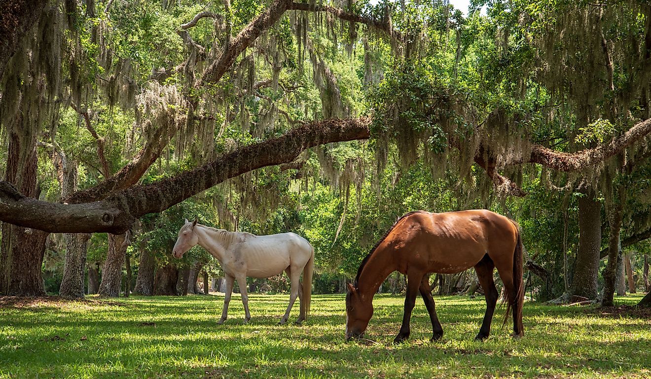 7 Best Destinations For Wildlife Spotting in Georgia