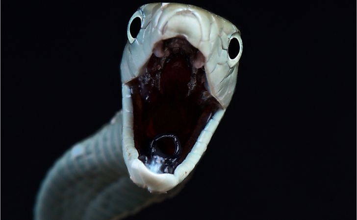 8 Interesting Facts About Black Mambas