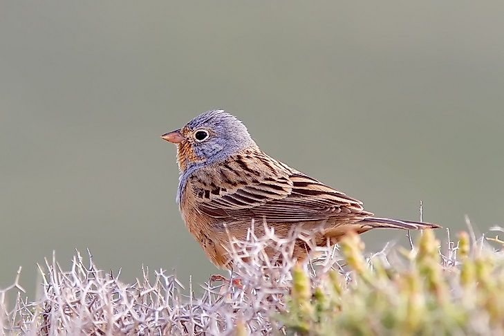 Native Birds Of Chad