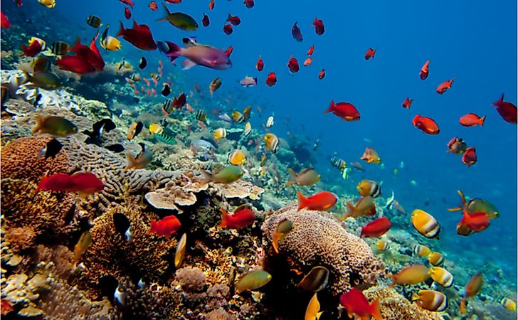 What Animals Live in the Ocean? - WorldAtlas