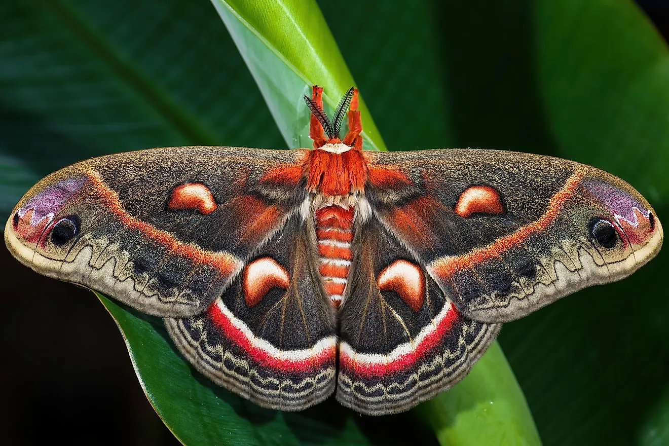 Discover The Largest Moth In North America - WorldAtlas