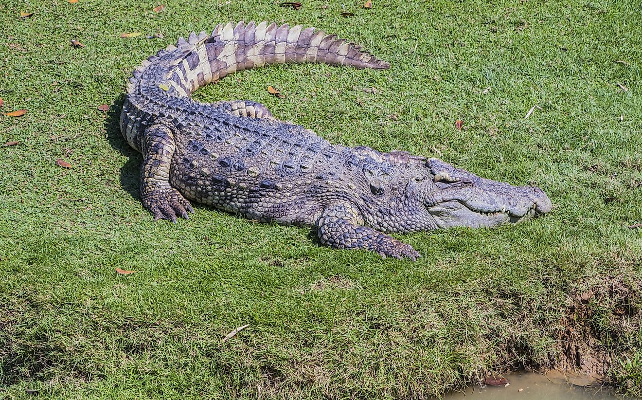 Wildlife Under Threat: The Endangered Reptiles And Fish Of Cambodia