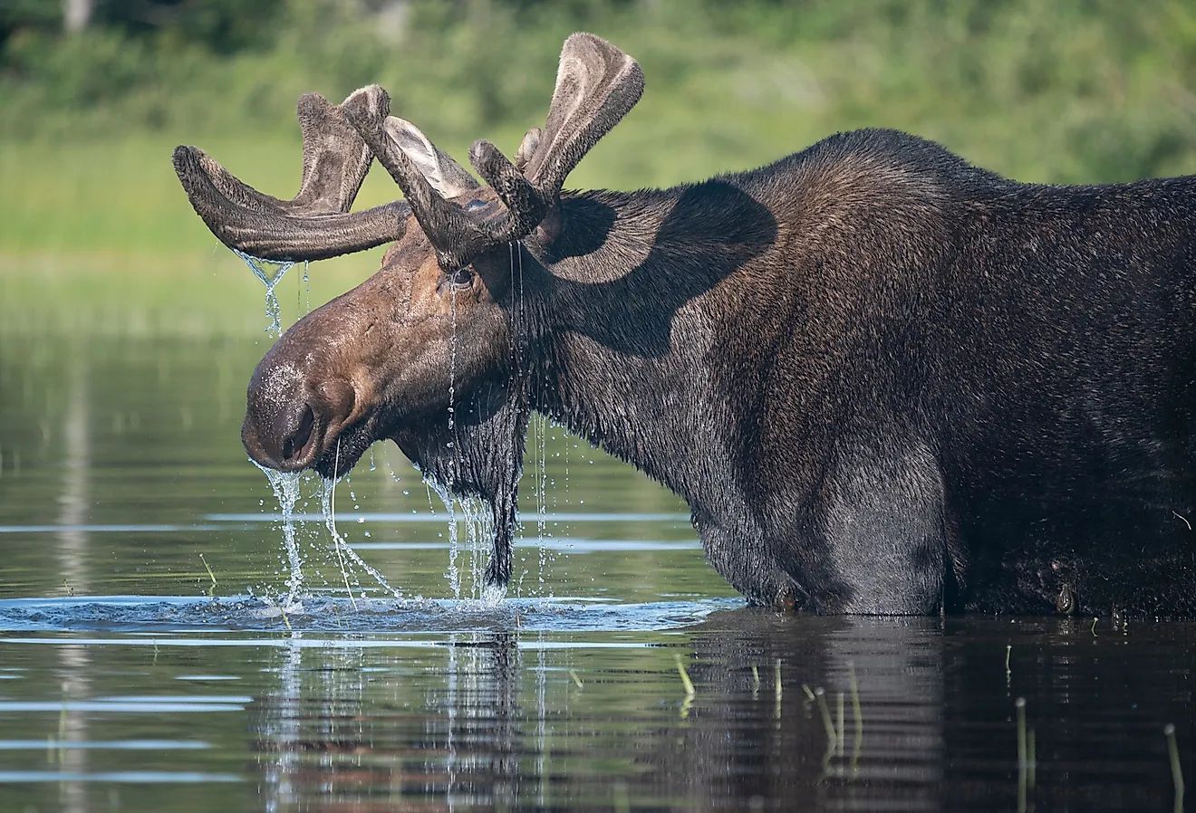 The 8 Deadliest Animals in Maine