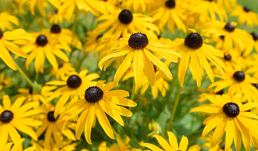 What Is The State Flower Of Maryland?