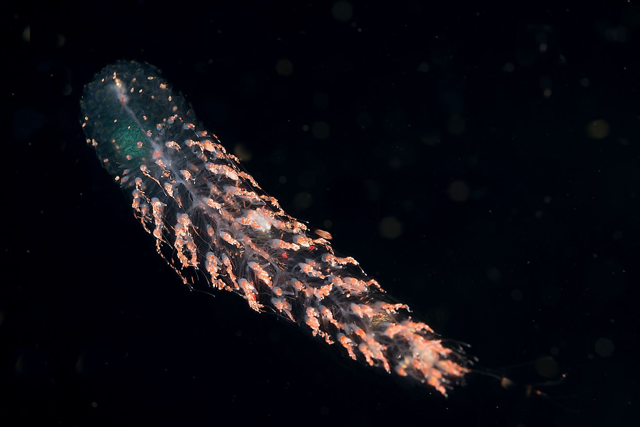 The Longest Ocean Creature Is Actually Not A Jellyfish