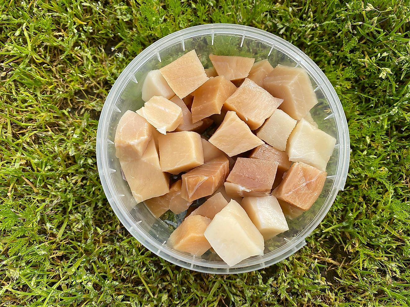 Hákarl: Iceland's Buried, Rotten, Fermented & Dried Delicacy