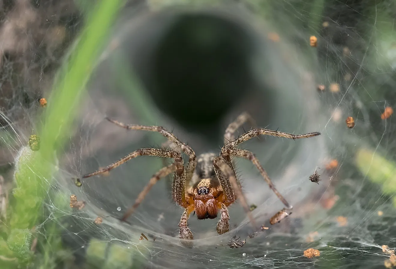 What Is The Most Venomous Spider In The World?