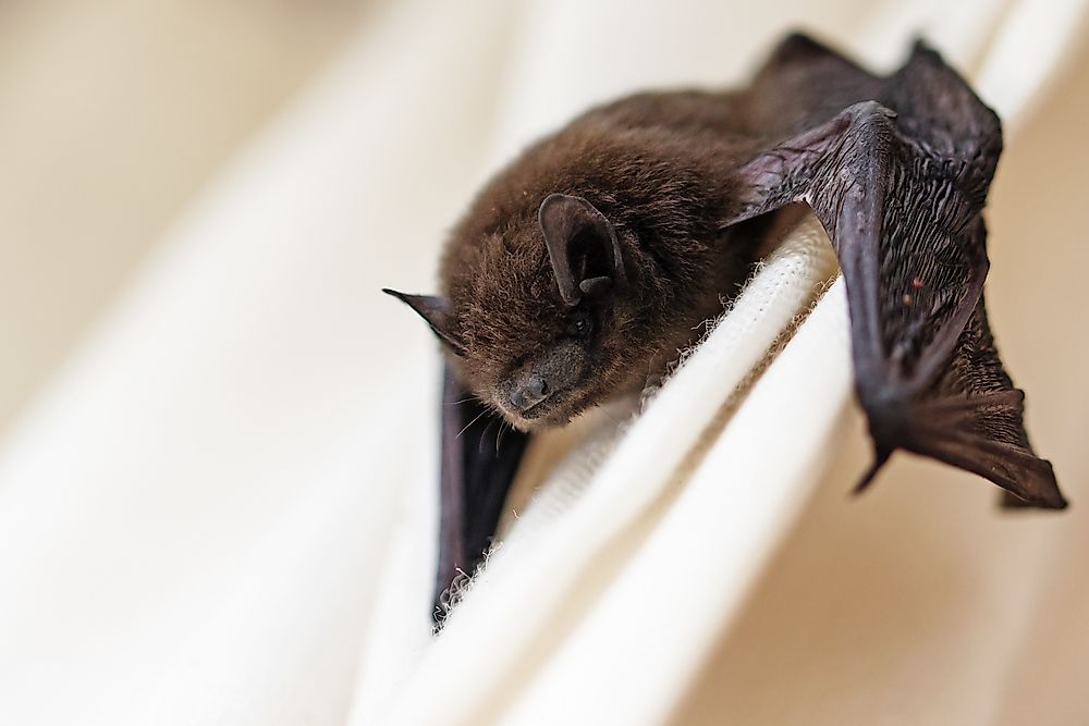 What Is Echolocation WorldAtlas