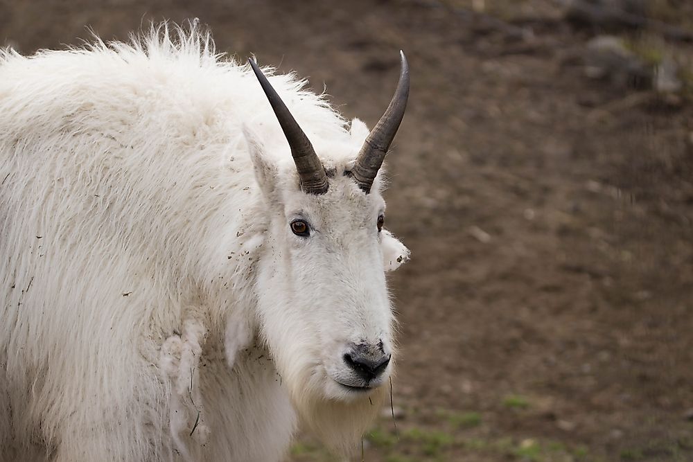 Mountain Goat Facts: Animals of North America