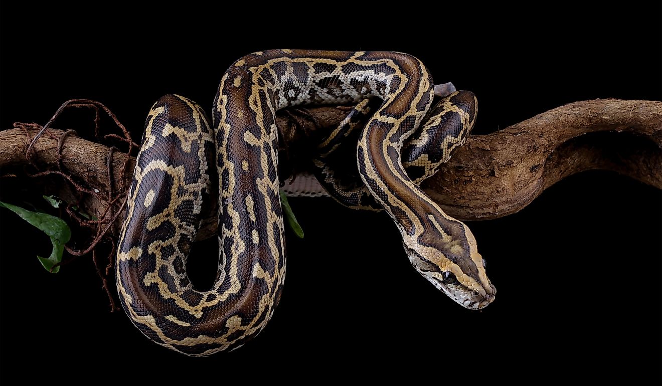 How Burmese Pythons Took Over the Florida Everglades