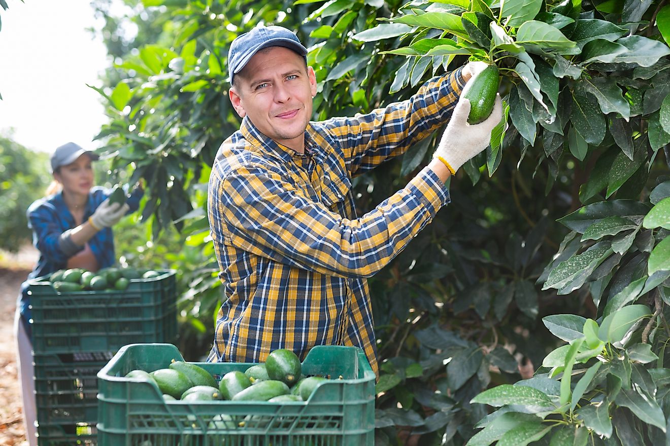 Most Popular Fruits In The World