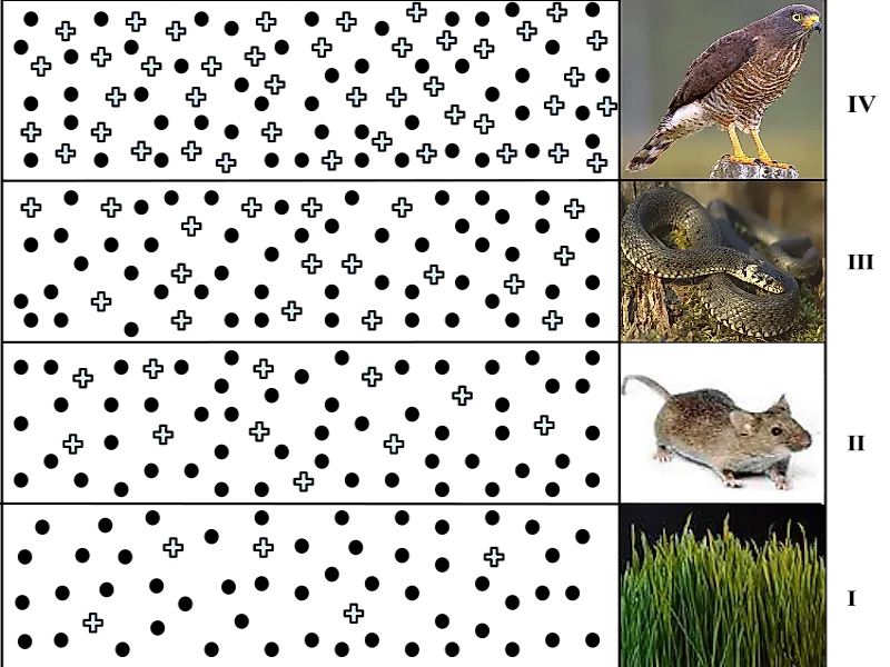 What Is Biomagnification And How Is It Detrimental To Our Health?