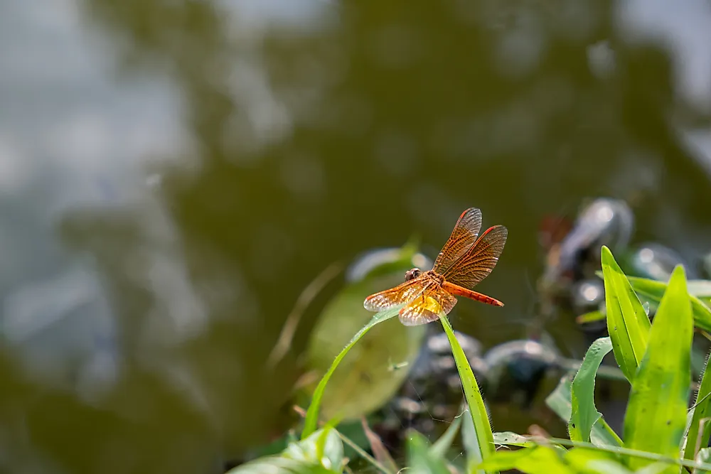 What Is The Study Of Insects Called WorldAtlas what-is-the-study-of-insects-called-worldatlas