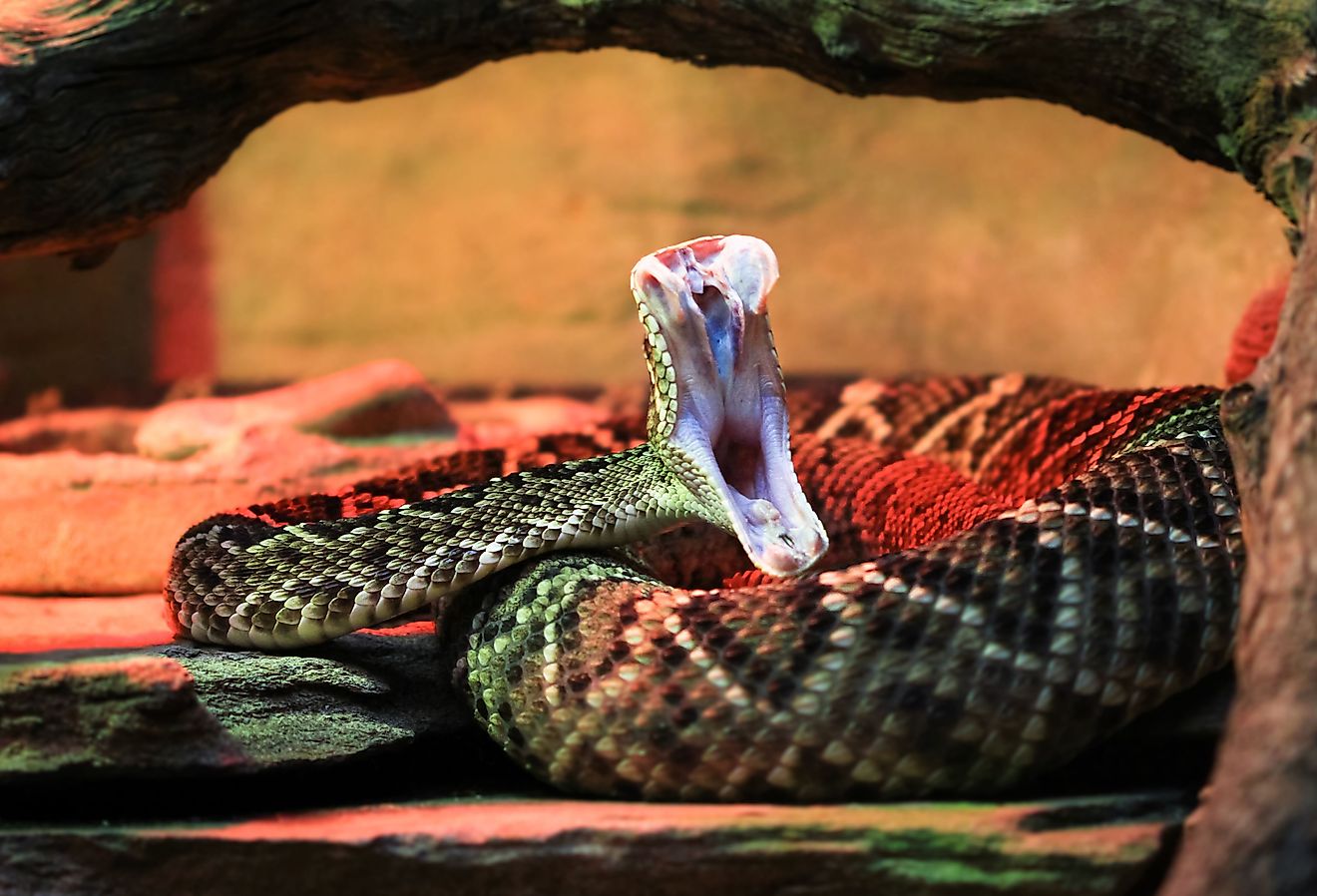 13 Of The Deadliest Animals in Florida